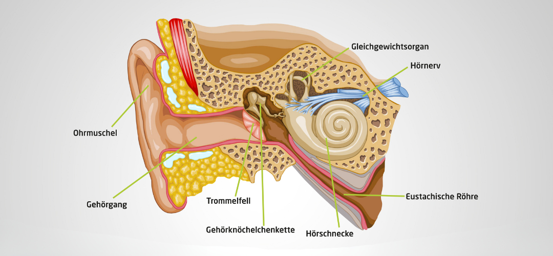 Der Aufbau vom Ohr: Eine Übersicht